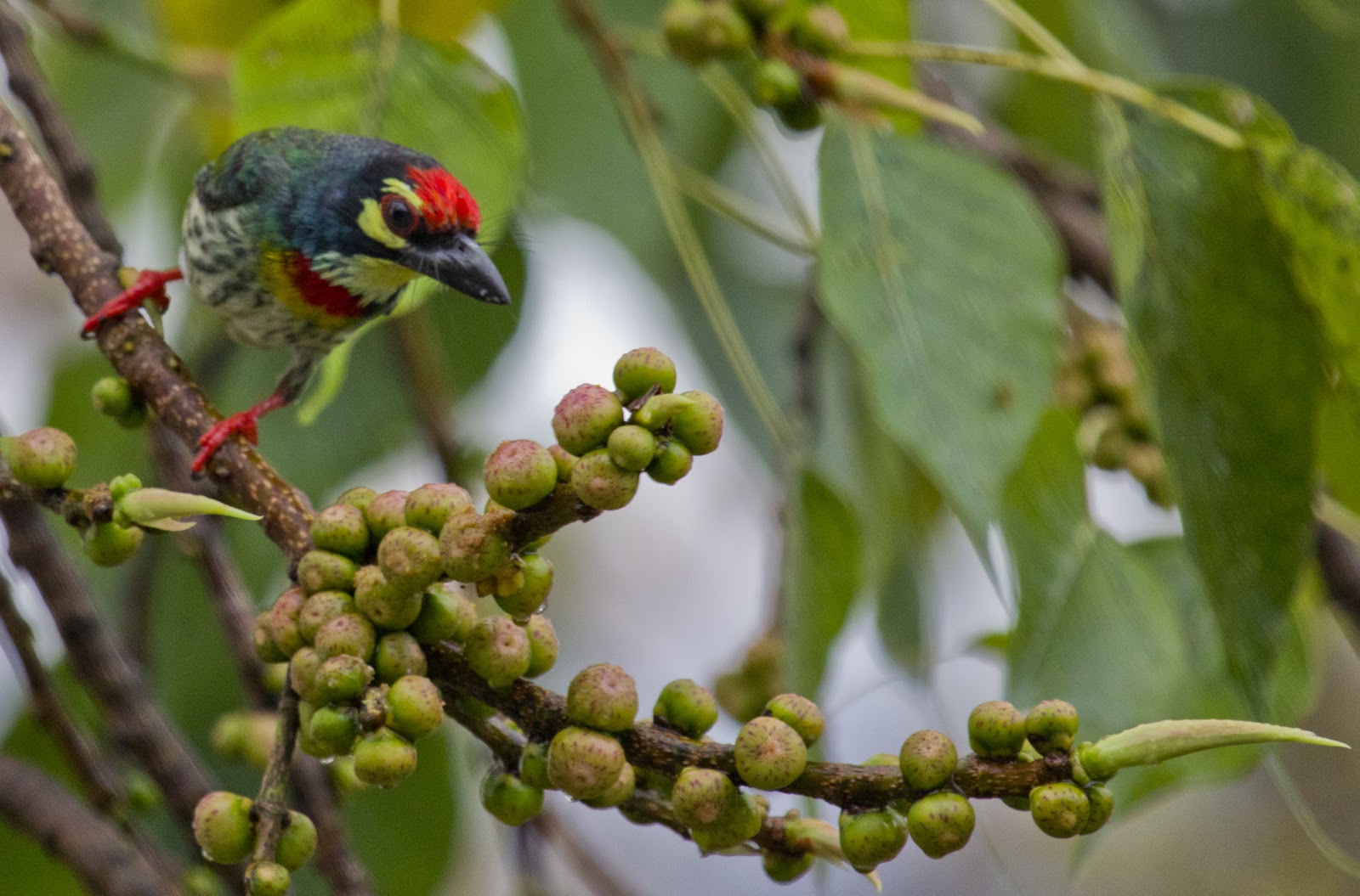 Sabbatical @ Happy Valley: Coppersmith Barbet
