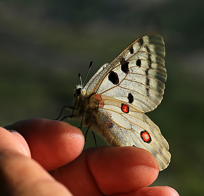 HUESCA Y LA SIERRA DE GUARA: MARIPOSAS APOLO Parnassius apollo Carl von ...