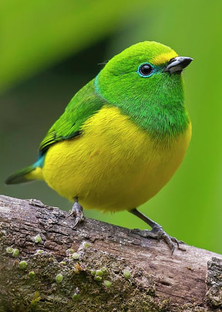 40+ Most Re pinned Birds On Pinterest - UltimateRepins