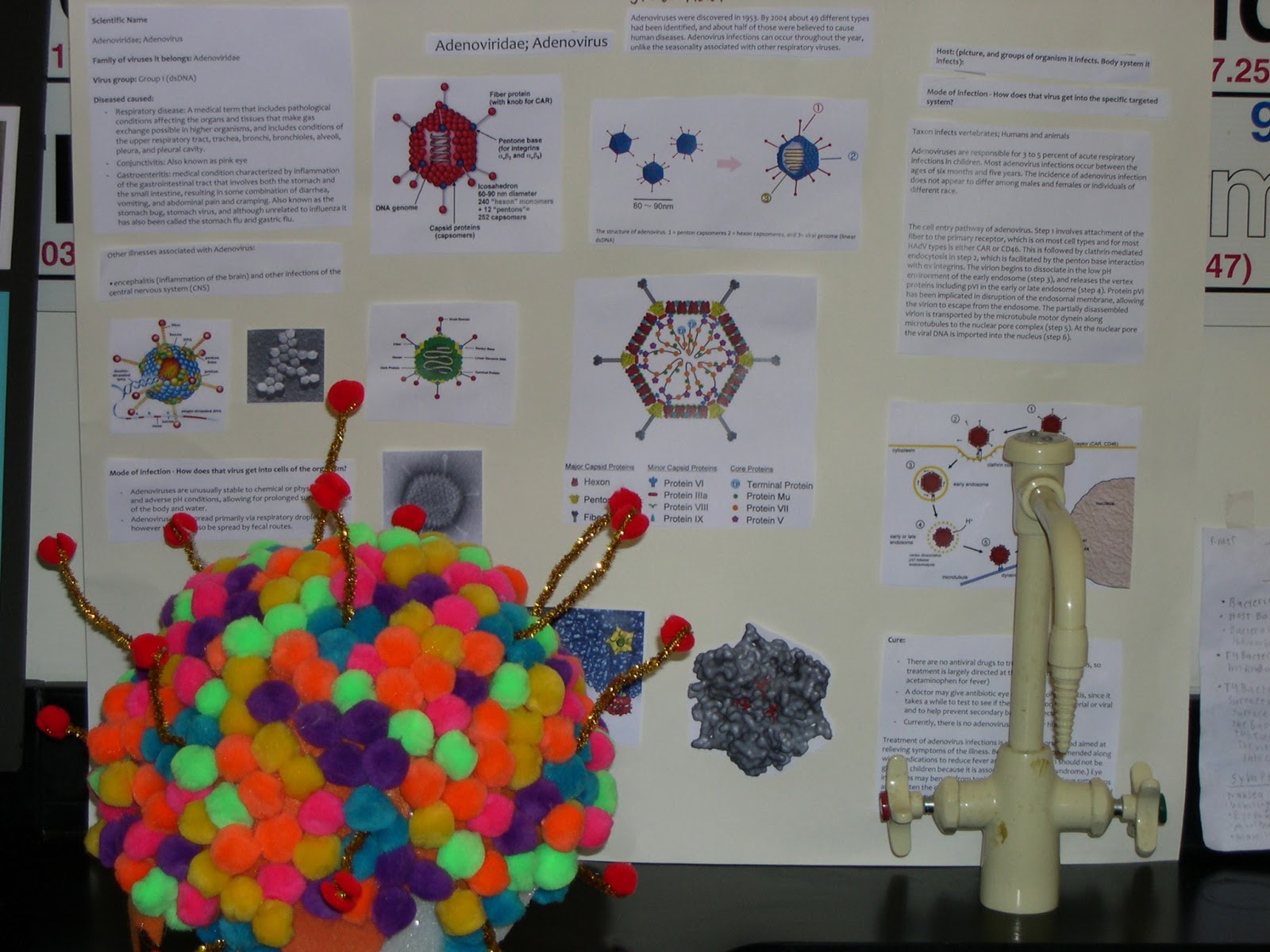 Bronxville Science Department: Honors Biology II Virus Projects