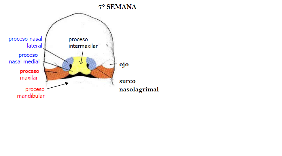 EMBRIOLOGIA ORAL: Embriología de la Cara