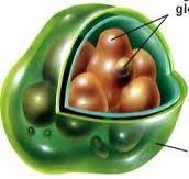 Biología y Geología 4º ESO: LISOSOMAS