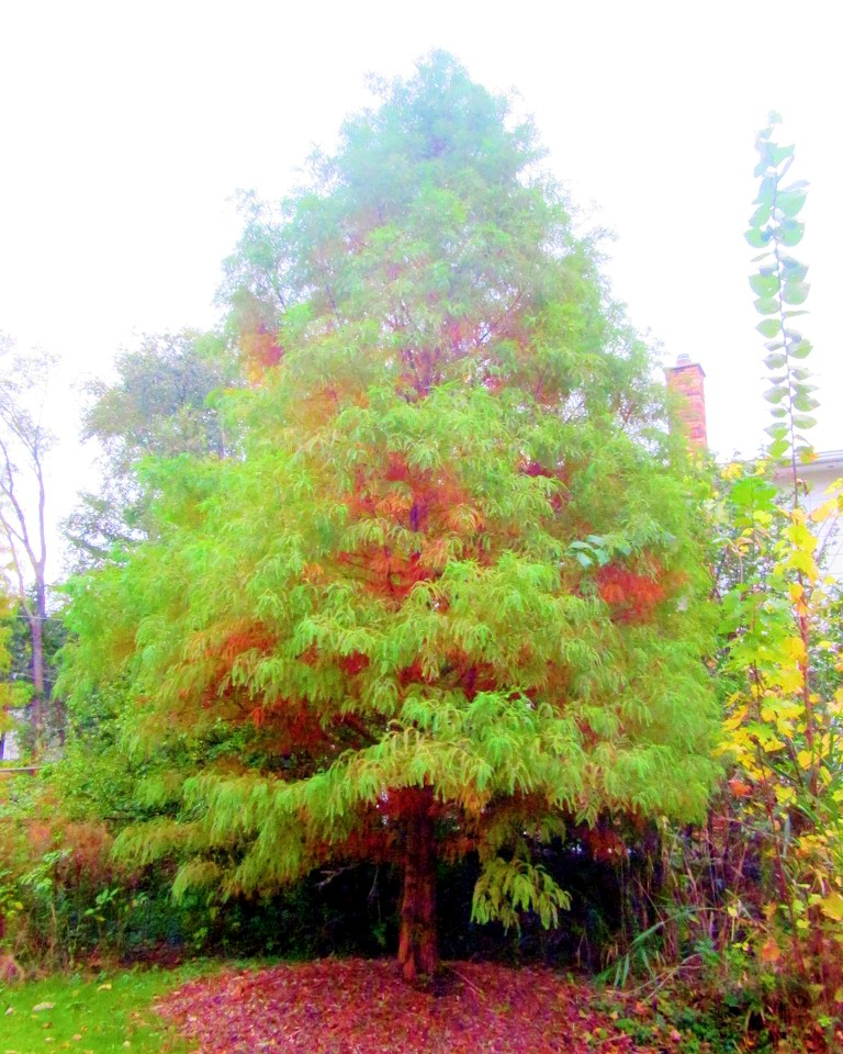 Seth Saith: Saturated Nature - A Photo Gallery