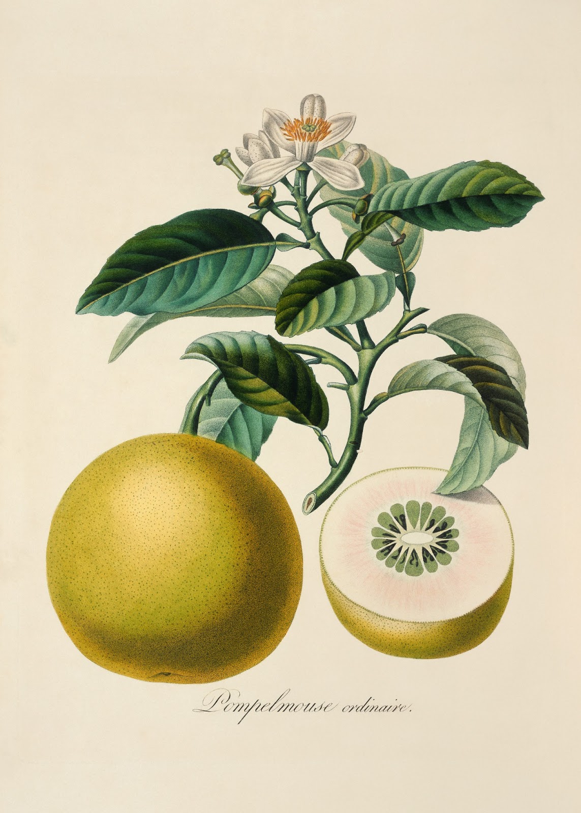 Elenor's Island: Illustration: Botanical Inspiration