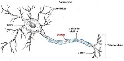 11.9 Polineuritis | Doctor, ¿qué puedo hacer?