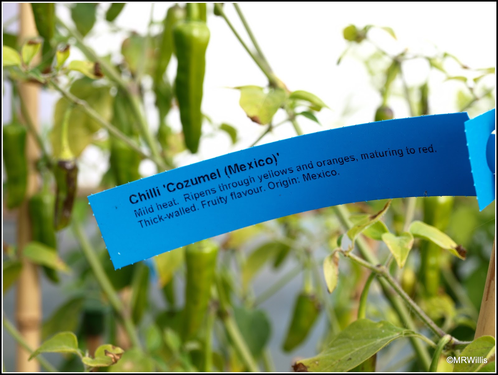 Mark's Veg Plot: For the love of chillis...