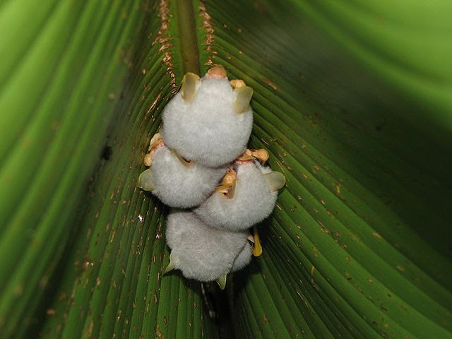 Real Monstrosities: Honduran White Bat