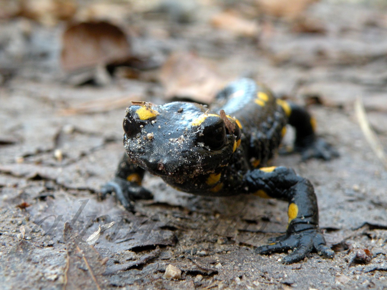 alpinauta: Anello di Pusea