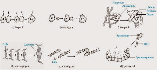 Ciri-Ciri Jamur | Serba Ada Blog
