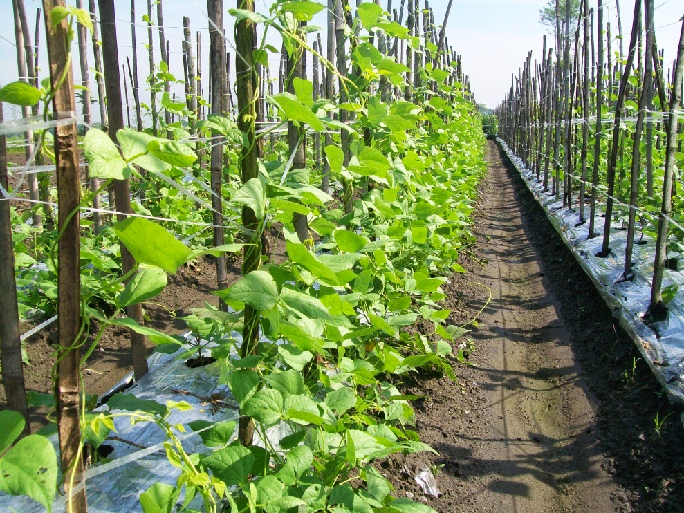 CARA MENANAM DAN BUDIDAYA BUNCIS | Pertanian