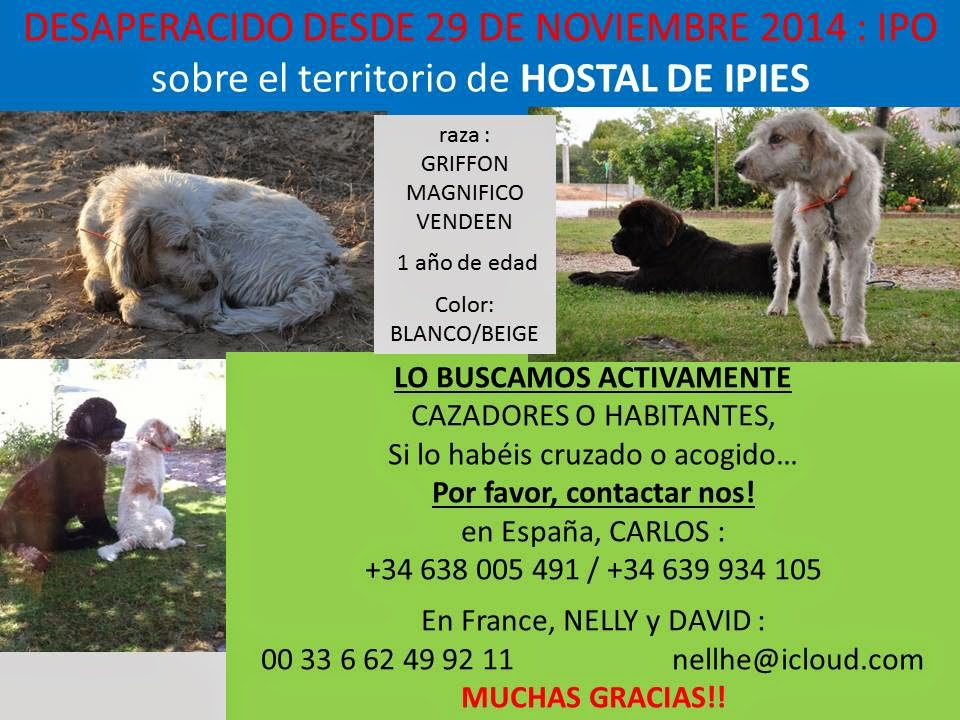 Jaca (Huesca): Perro perdido | EL BUSCA PERROS DE CAZA: Perdidos y robados