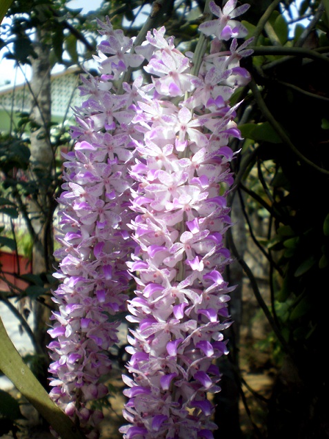 From Assam with Love | Photo Blog