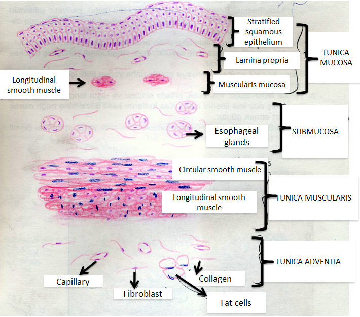 Esophagus Diagram Cross Section