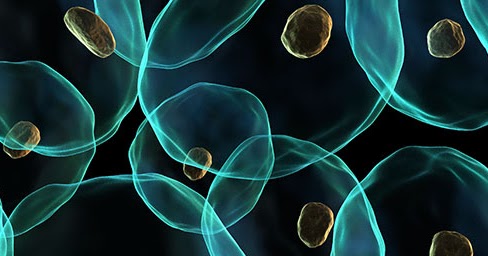 Struktur dan Fungsi Sel - Biologizone