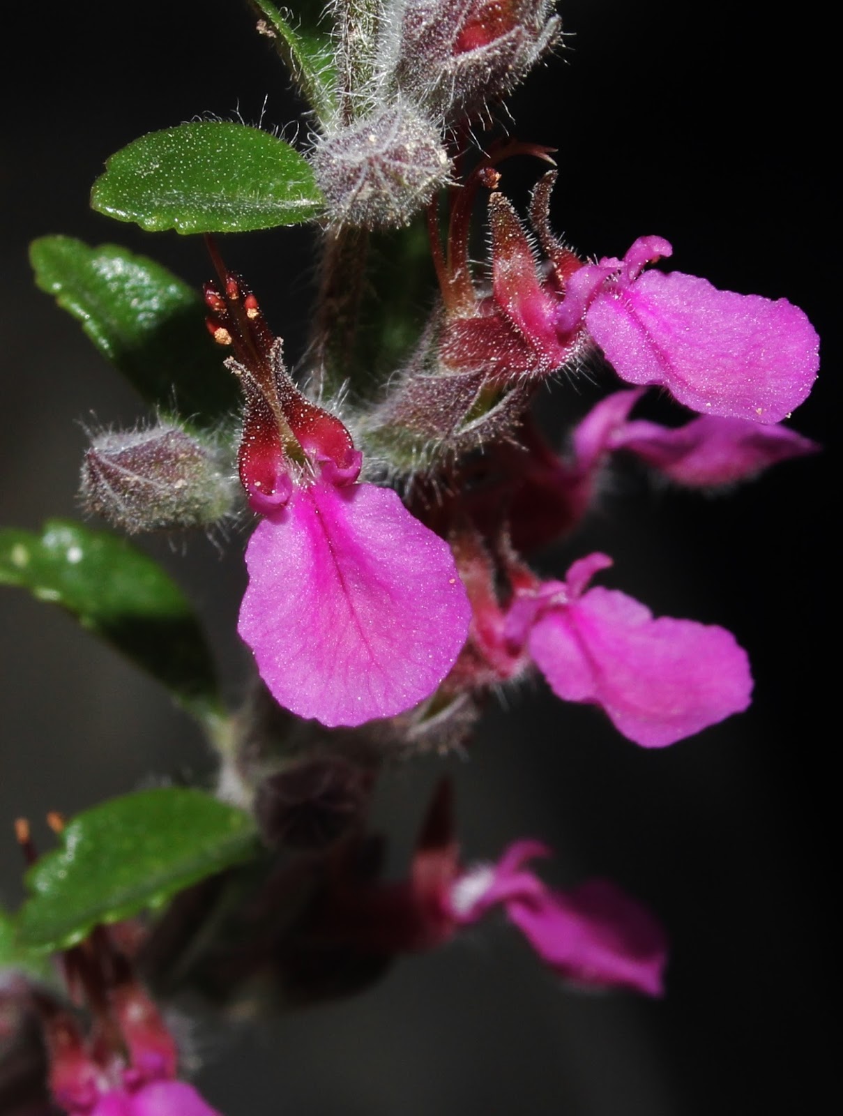 Biodiversity of Cyprus by NGO Protection of the Natural Heritage and ...