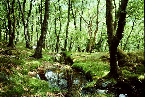 RAMBLES FROM MY CHAIR: An ancient Welsh woodland