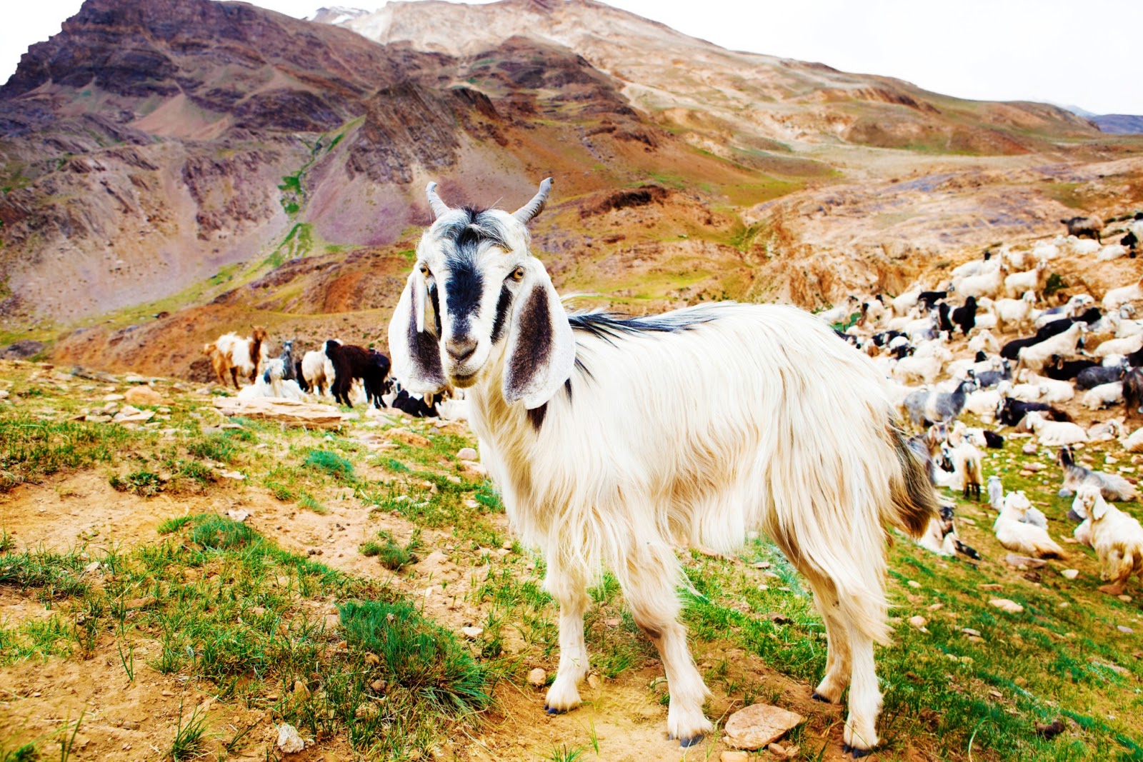 Animalitos----- - Página 29