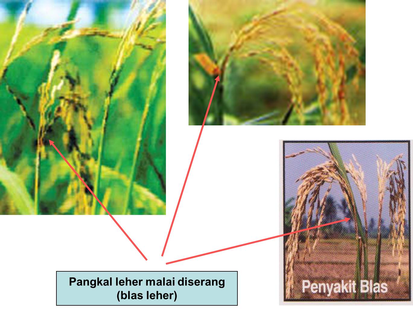 SAUNG SUMBERJAMBE: PENYAKIT BLAST (PYRICULARIA GRISEA)