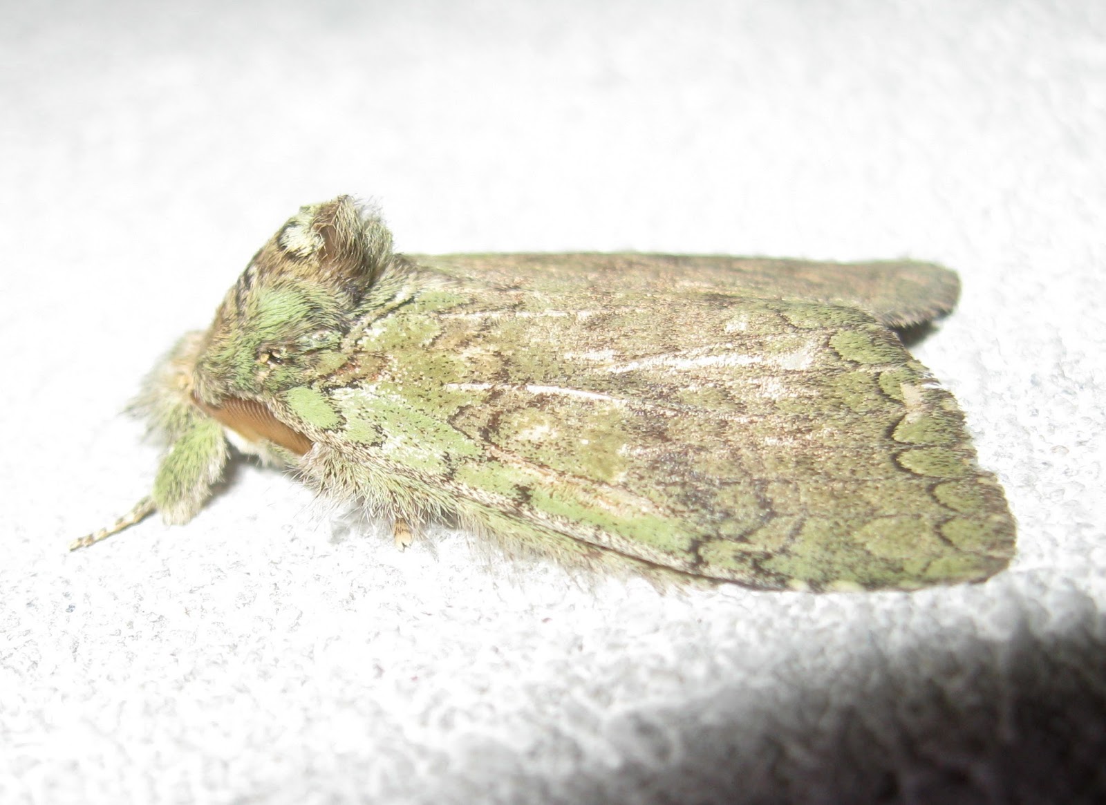 Nature Of Srilanka: Moths