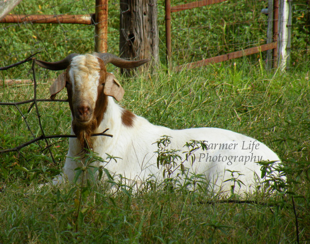 Living A Farmer's Life: Goat Graduation