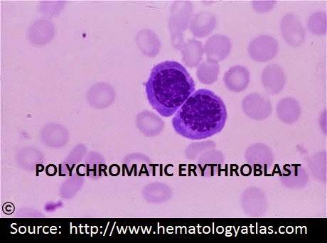 Lab Atlas: Polychromatic Erythroblast