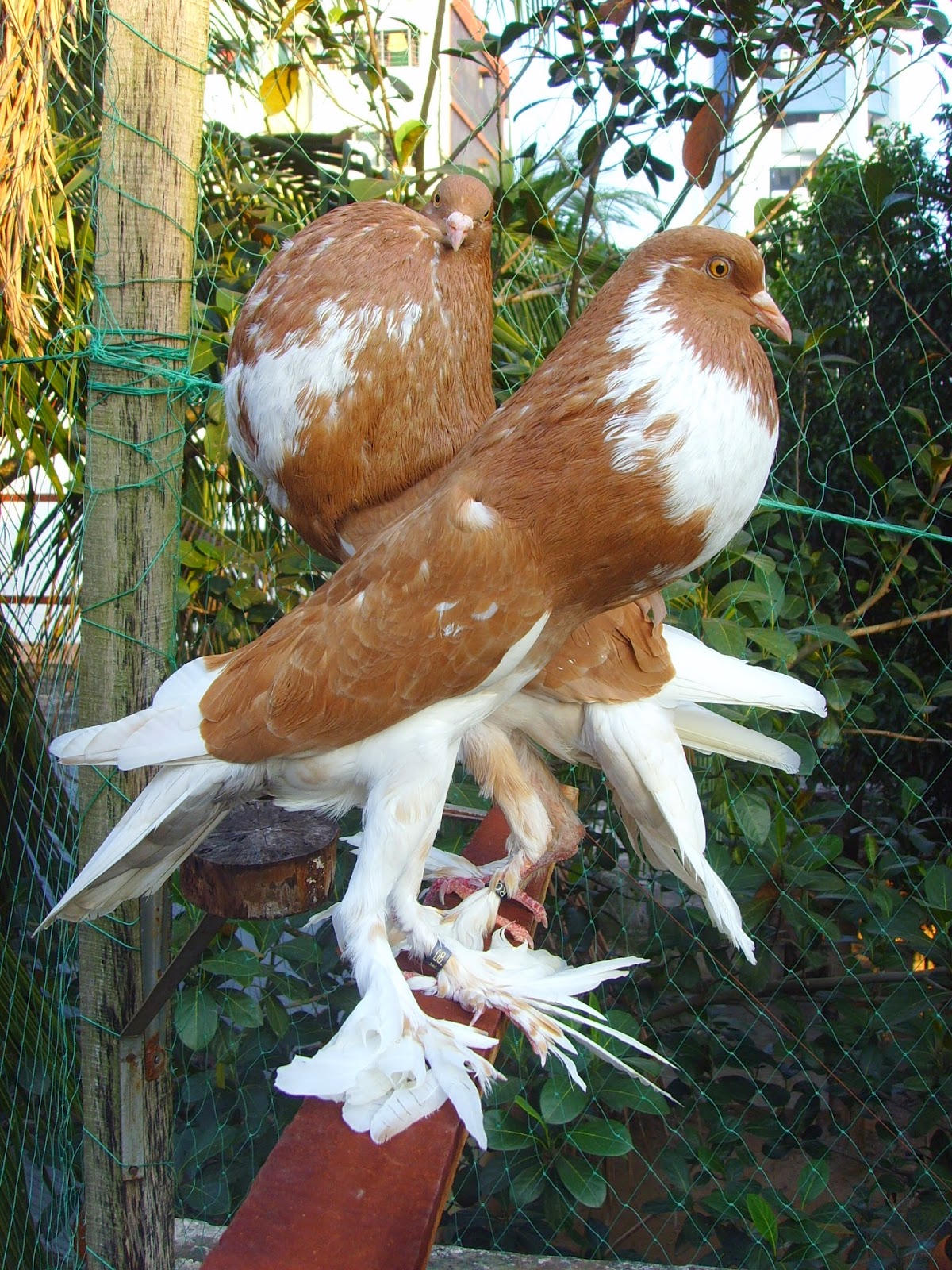 Reversewing Pouter Pigeon