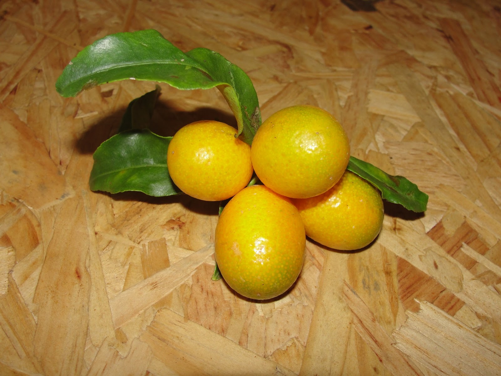 KINKAN ou kunquat em Inglês