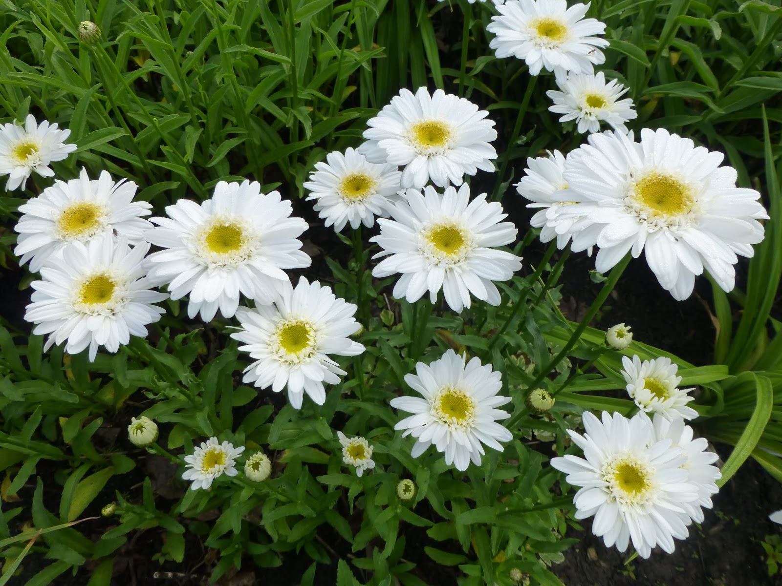 My Life in Retirement: He loves me...He loves me not....