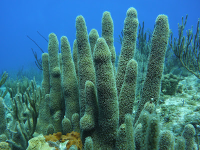 Blog del velero Sirocodiez: Guia de Navegación por las Bahamas y Fotos