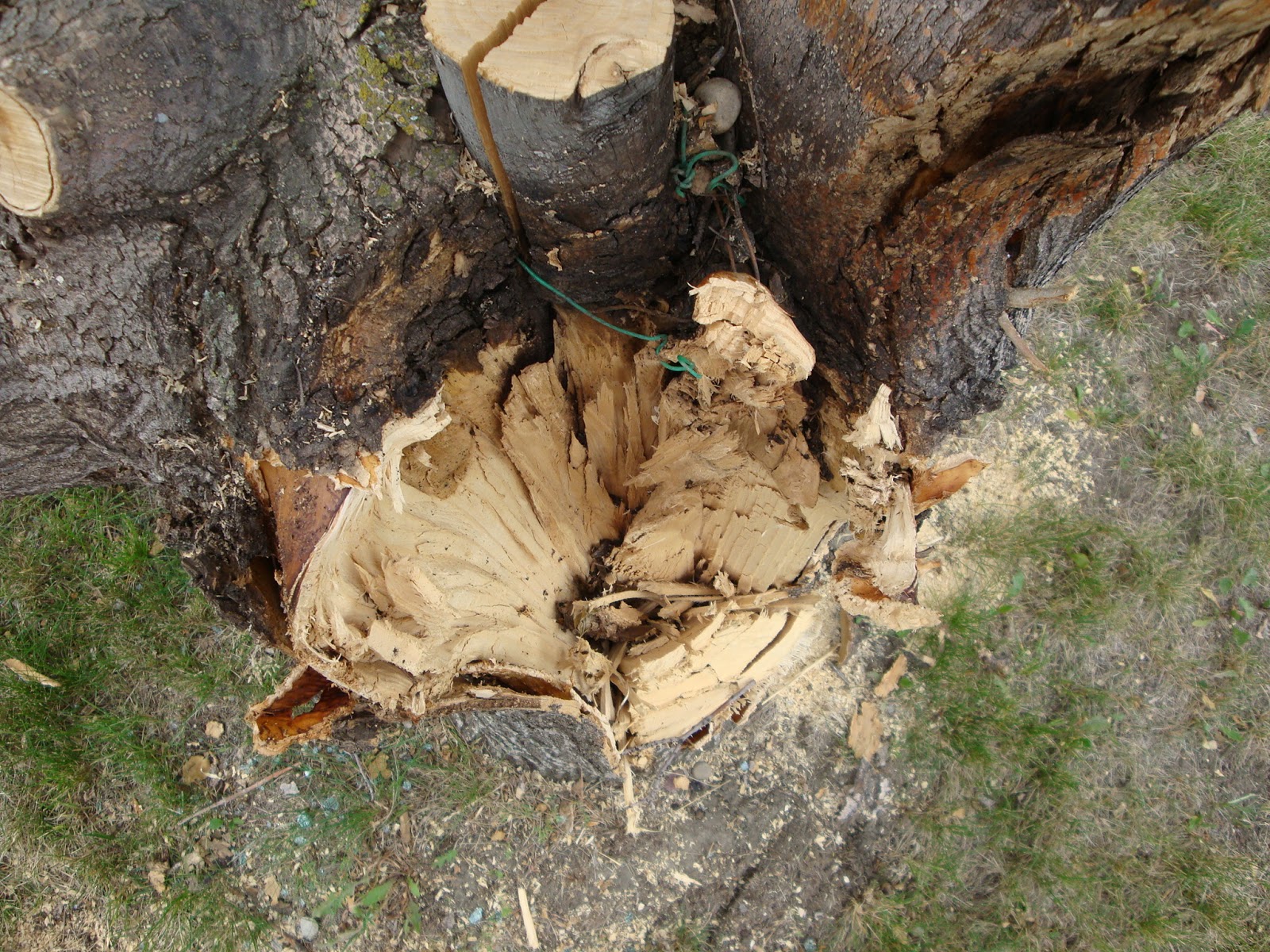 Ladybug Arborists: Mower Blight and other Man-Made Injuries to Trees