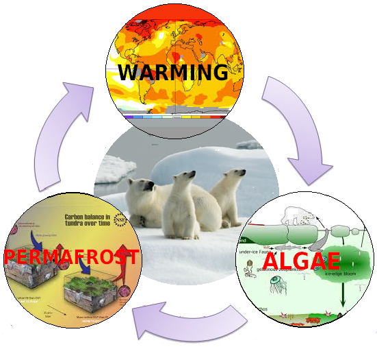 Arctic Warming Feedback Loops: Algae Blooms and Thawing Permafrost ...