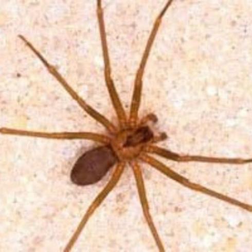 Arañas: Araña Loxosceles Latea o del Rincon