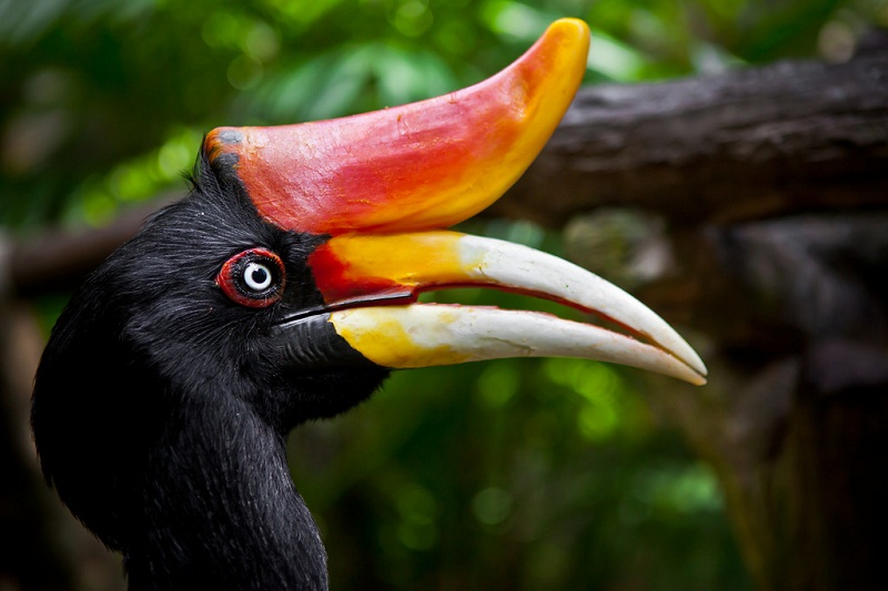 TVL: AVE DA SEMANA - Calau-rinoceronte