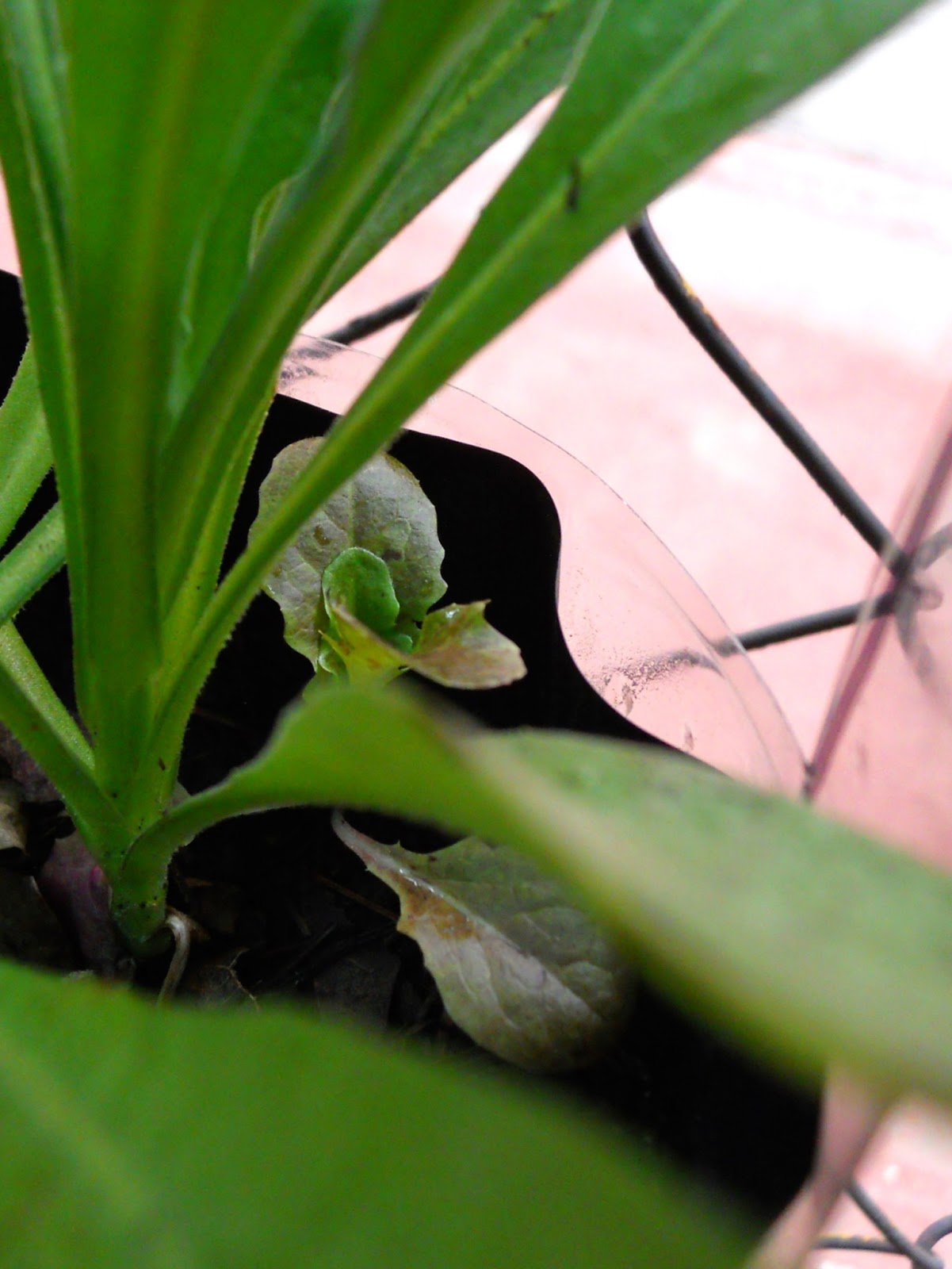 La jaula enverdece: bitácora 16 marzo 2013