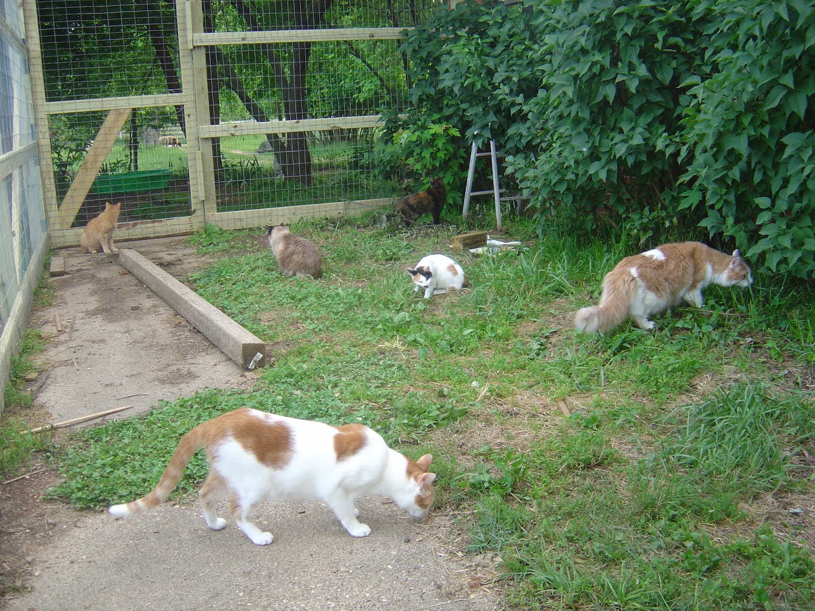 Musings from Fairlight Farm: Catio--Kitty-O!