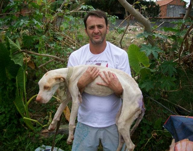 Amazing dog rescue (35 pics) | Amazing Creatures