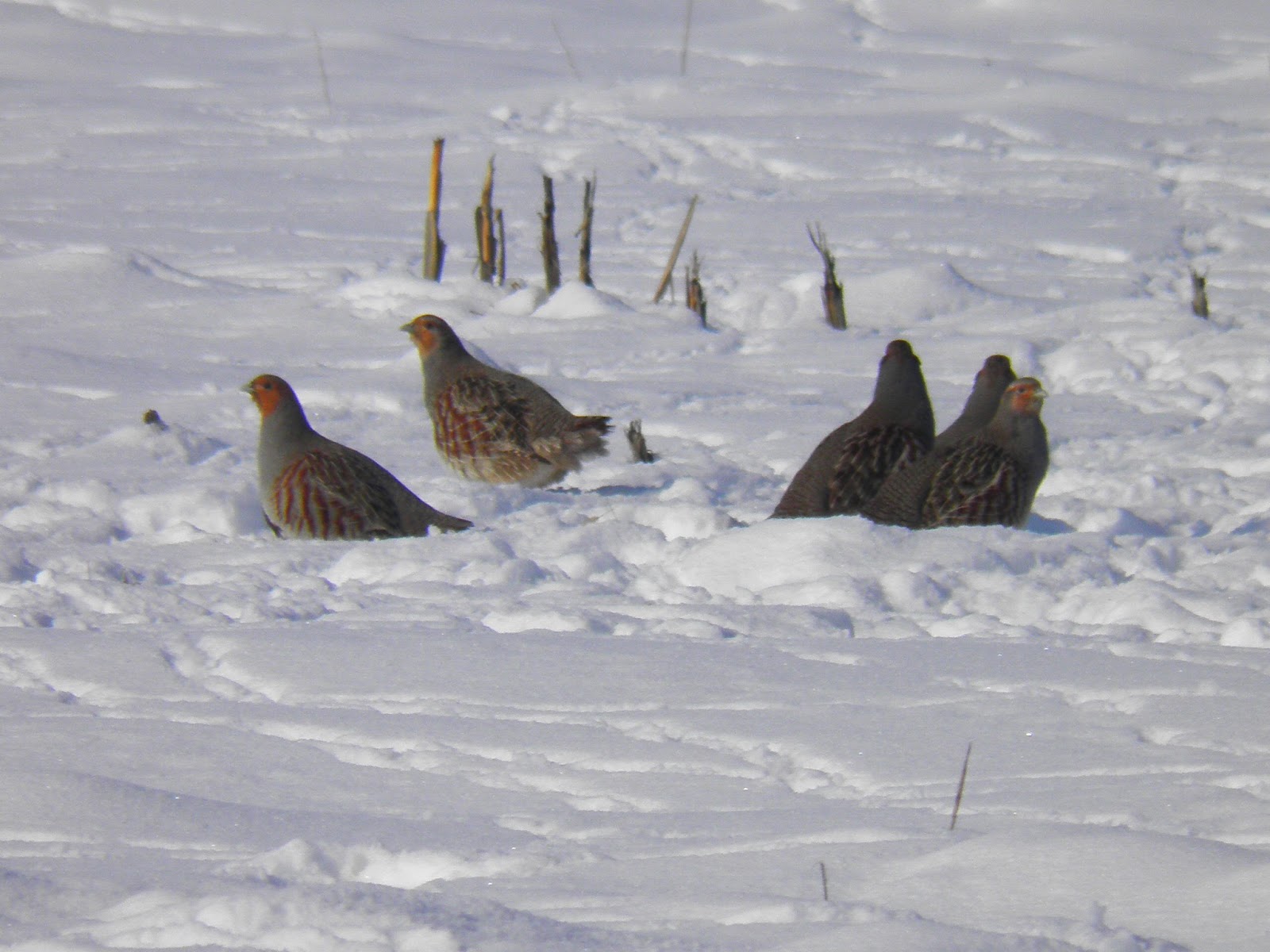 PASARI DIN ROMANIA: POTARNICHEA, Perdix perdix