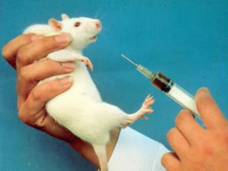 Voordierenblogger: Aantal proefdieren veel hoger dan gedacht: 232.976 ...