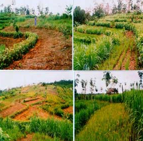 Teknik Konservasi dengan Metode Vegetatif yang Diterapkan di Lahan ...