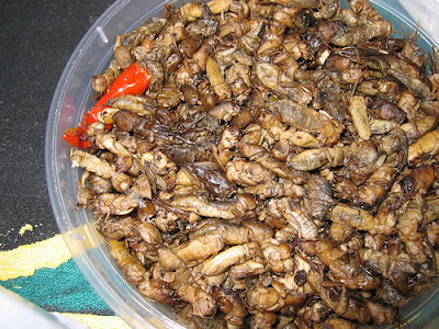 FOOD FOR LIFE !!!: Kamaro (Mole Crickets)