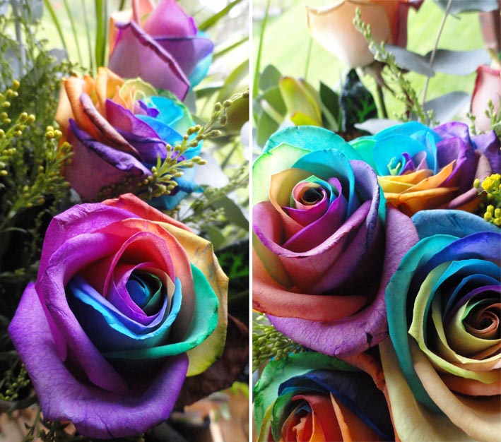 Most Beautiful Rainbow Roses... ~ Big Collection Spot
