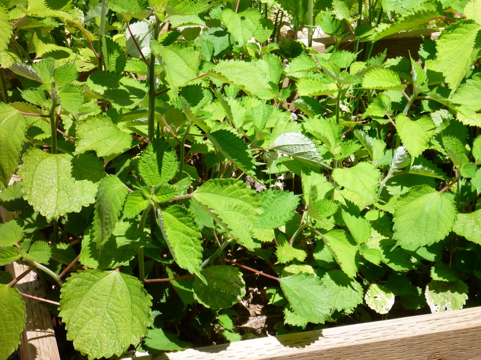 The Spices Of Life . . .: Cây Lá Gai (Gai Plant for Gai Leaf Little Cake)