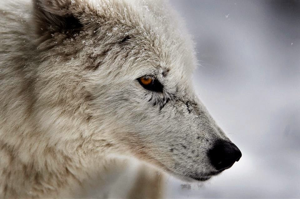 White Wolf : 15 Photos of the Most Amazing Animal in Alaska - Arctic ...