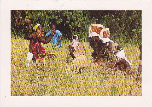Postcard A La Carte: Guinea - Rice Cultivation