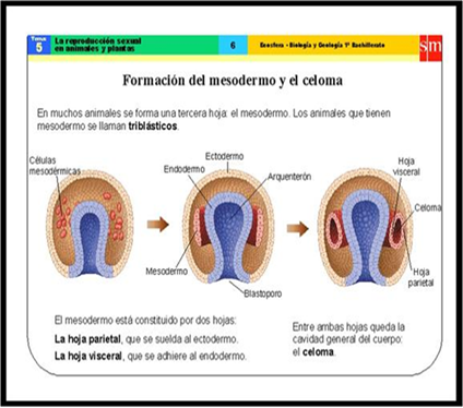 Histo- Embriología: N°3 DESARROLO EMBRIONARIO Y FETAL, FOMACIÓN DEL ...