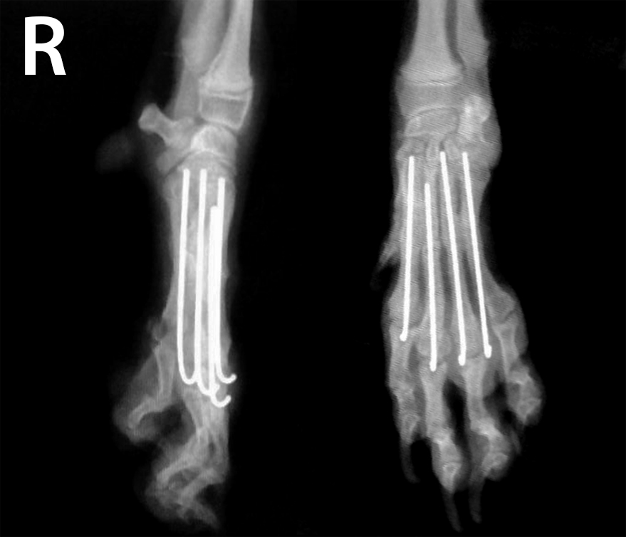 ARTROVET: Fractura de metacarpos