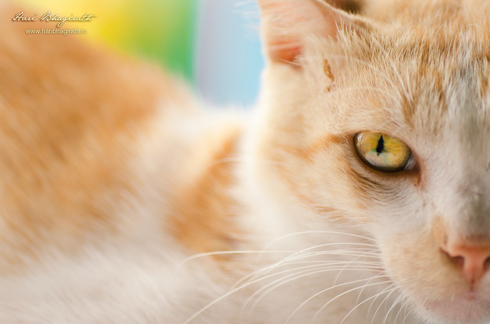 Irinjalakuda: Poocha