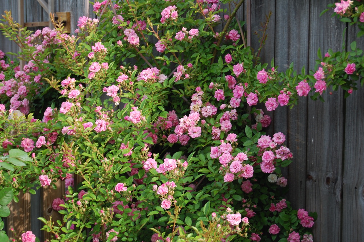 Jeannie's Fairy Rose Louisiana Garden: Peggy Martin in My Corner Garden!