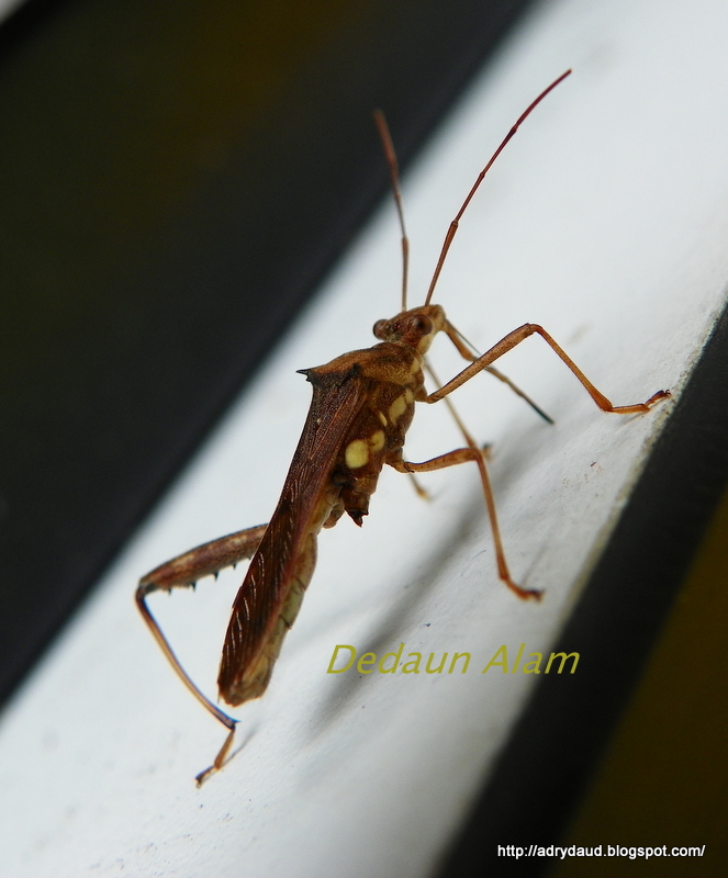 Dedaun Alam: Serangga - Siri 2