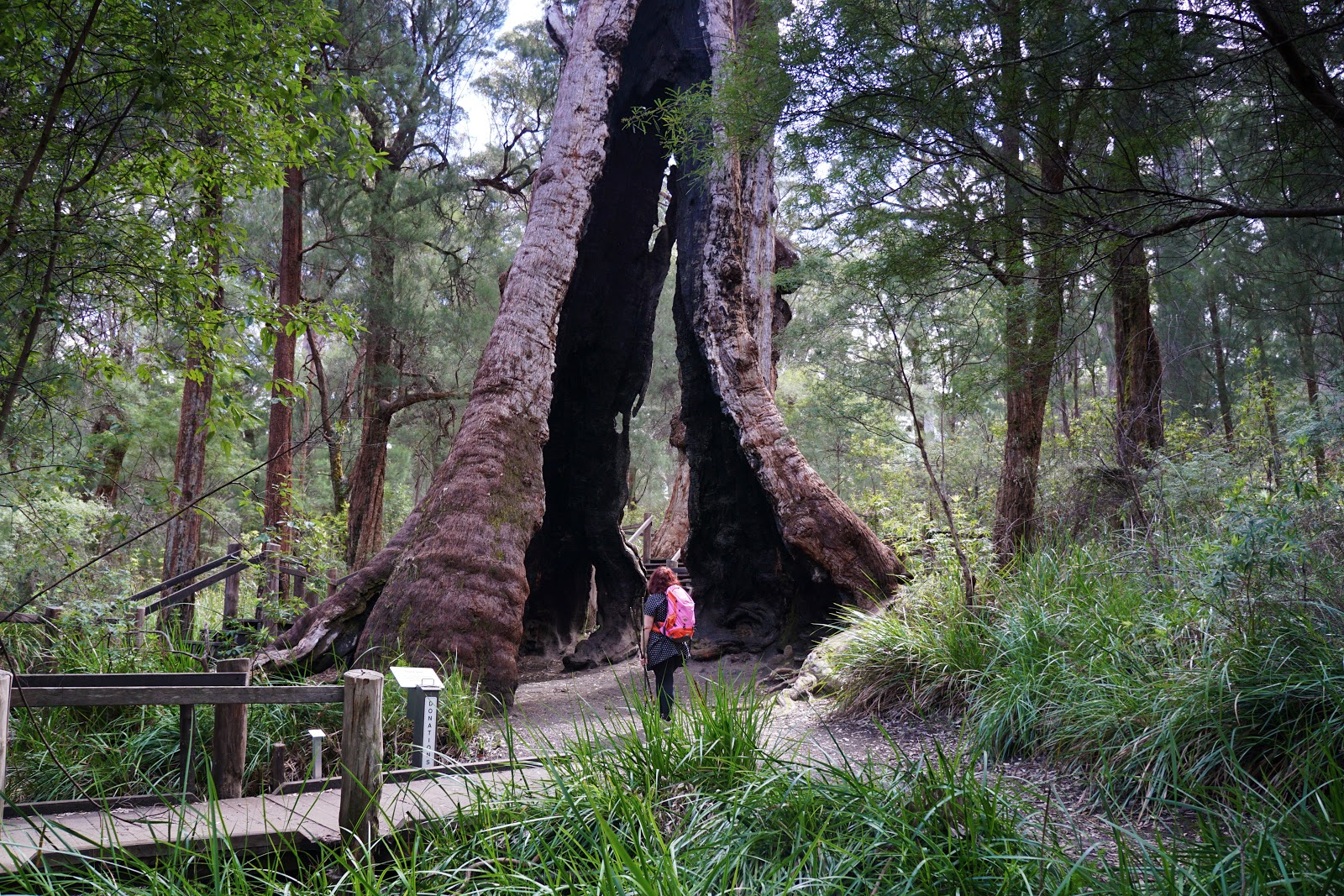 Lower Frankland Circuit (Walpole-Nornalup National Park) ~ The Long Way ...